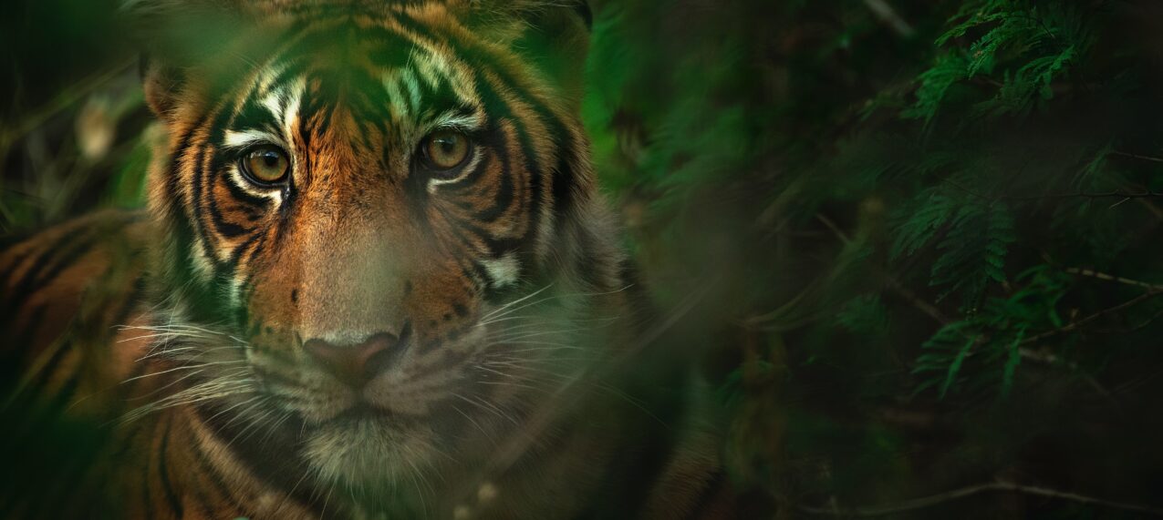 Bengal Tigers bounce back rapidly in Nepal | Rapid Transition Alliance
